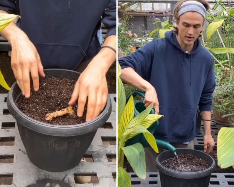 How To Care For Canna Lilies: A Step-By-Step Guide - Complete Gardening