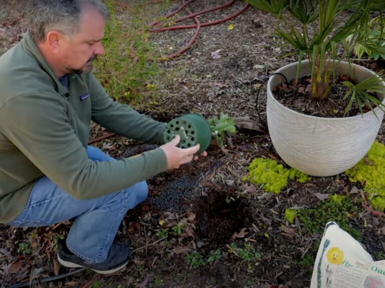 Winter Daphne: A Comprehensive Growing Guide - Complete Gardening