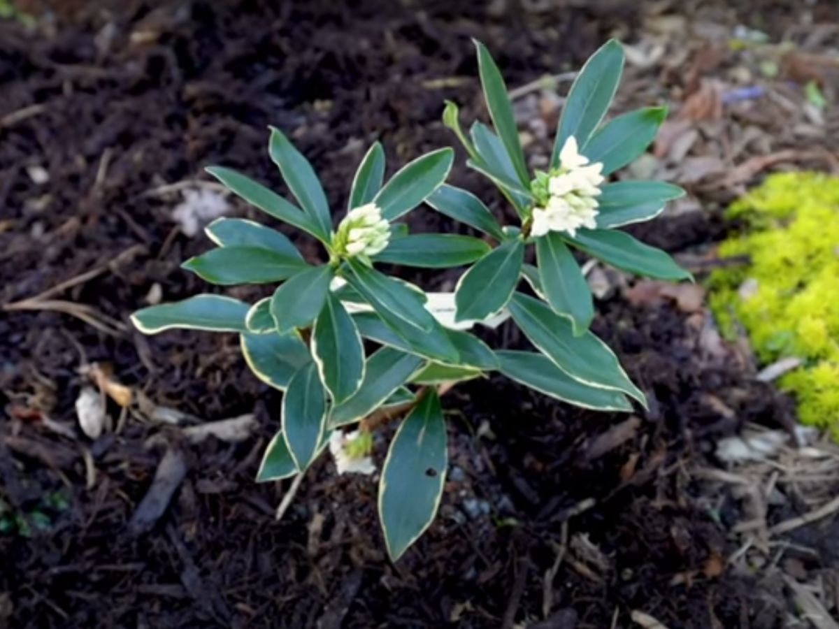 Winter Daphne: A Comprehensive Growing Guide - Complete Gardening