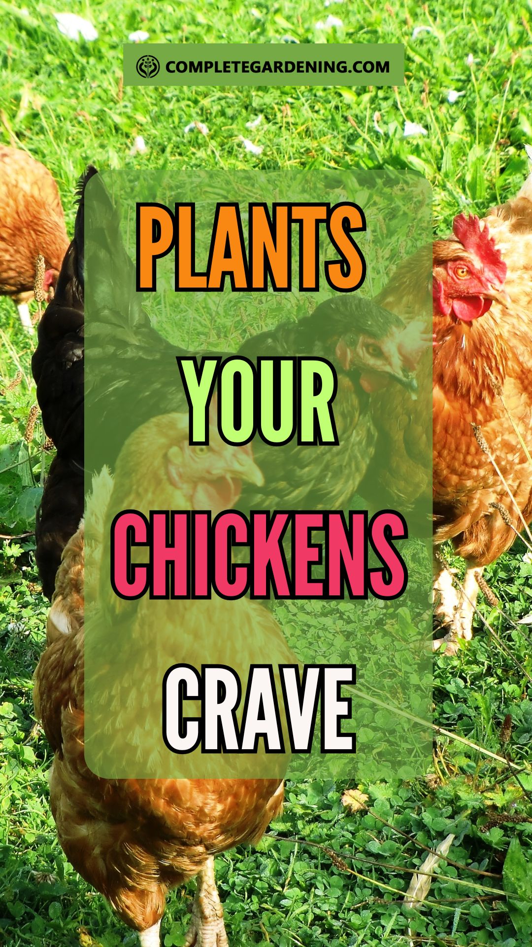 Plants Your Chickens Crave: 25 Herbs to Grow for a Healthier Flock ...
