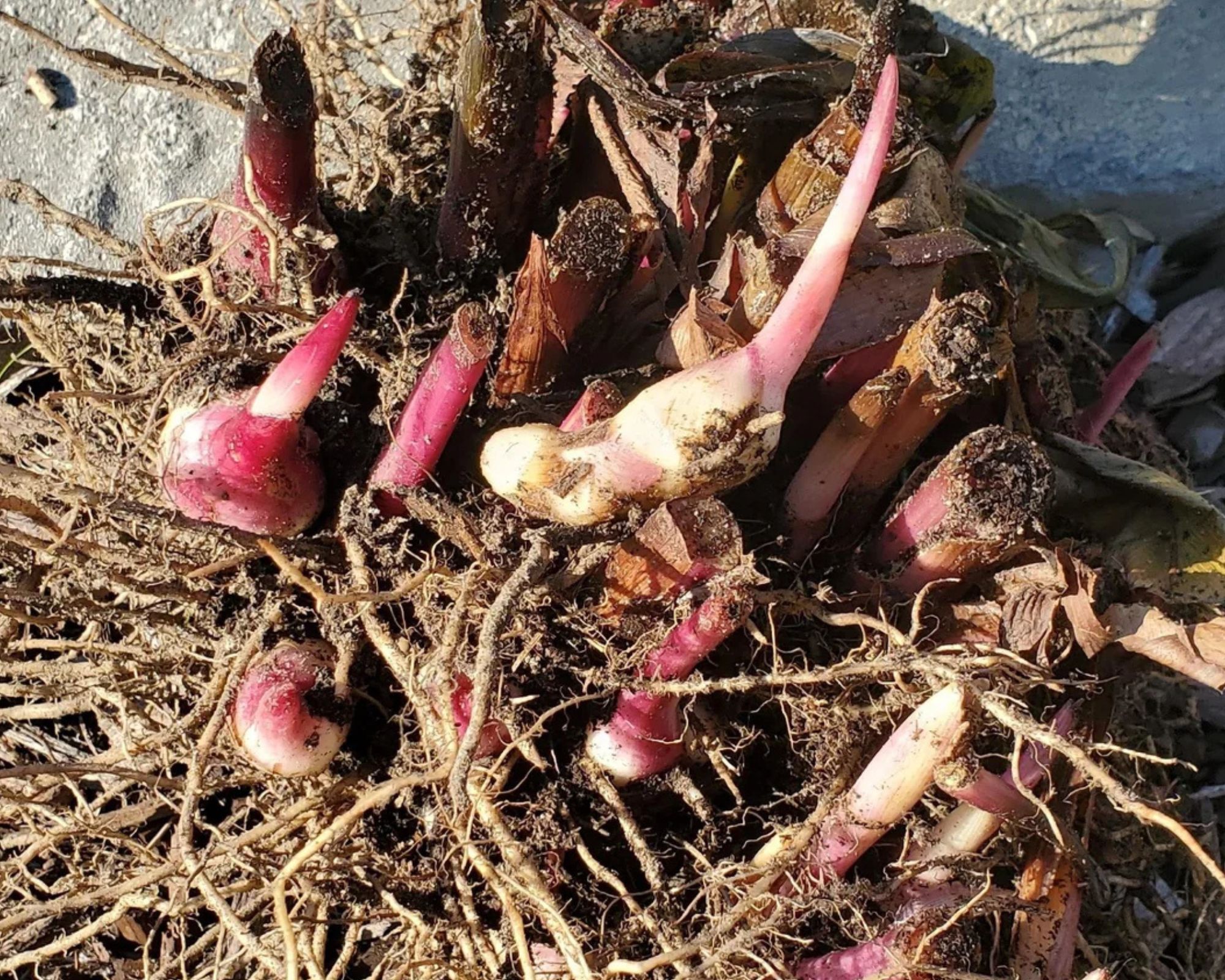 How To Care For Canna Lilies: A Step-By-Step Guide - Complete Gardening