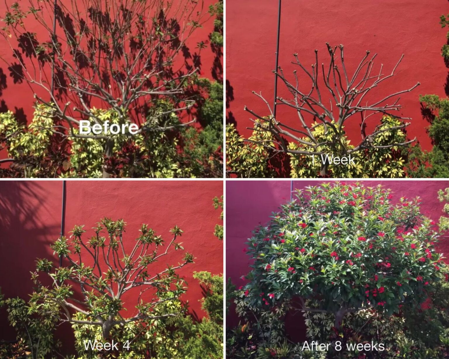 Jatropha Tree Secrets: How to Grow it Like a Pro! - Complete Gardening