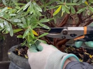 Winter Daphne: A Comprehensive Growing Guide - Complete Gardening