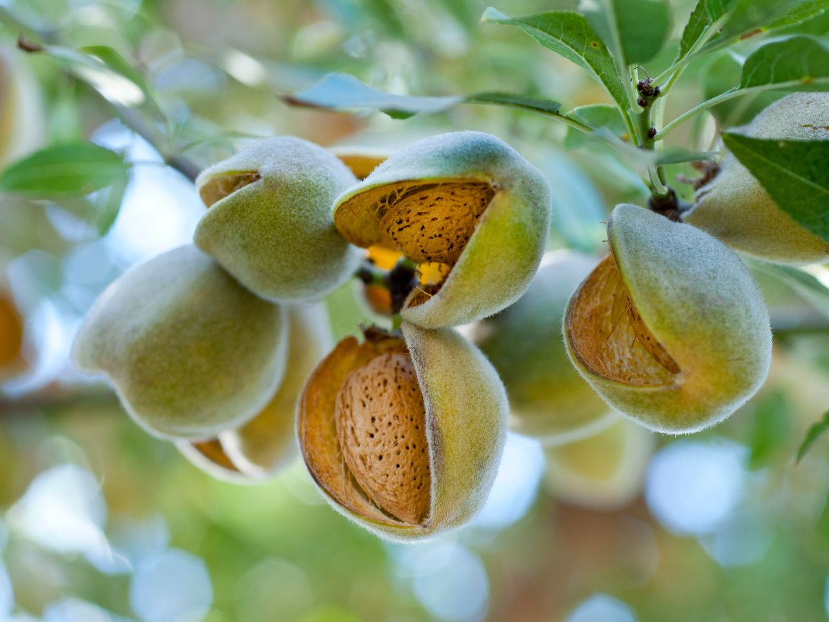 5 Reasons Growing Almond Trees Will Beautify Your Garden - Complete ...
