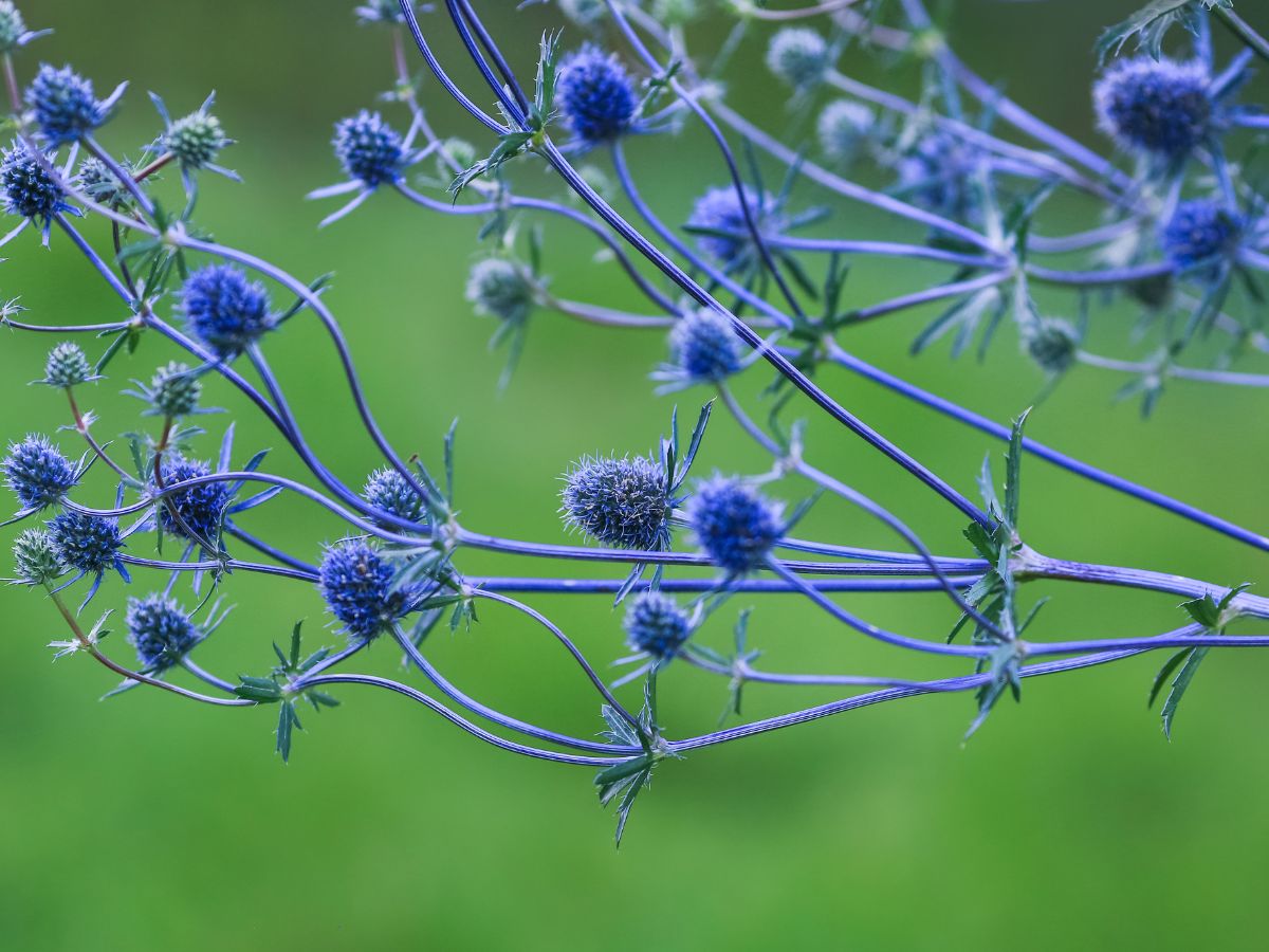 Azure Beauties: 40 Blue Flowers to Transform Your Garden - Complete ...