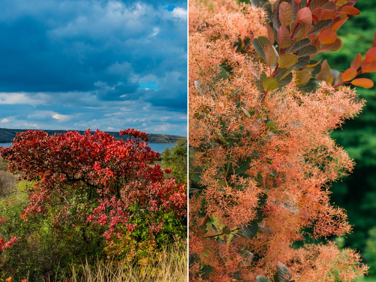 8 Secrets to Growing a Jaw-Dropping Smoke Tree That Will Wow Your ...