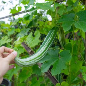 Snake Gourd (Snake Beans): What It Is, How It Tastes, and Why You ...
