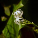 Snake Gourd (Snake Beans): What It Is, How It Tastes, and Why You ...