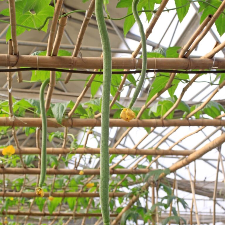 Snake Gourd (Snake Beans): What It Is, How It Tastes, and Why You ...