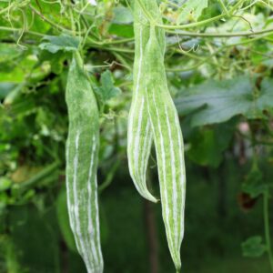 Snake Gourd (Snake Beans): What It Is, How It Tastes, and Why You ...