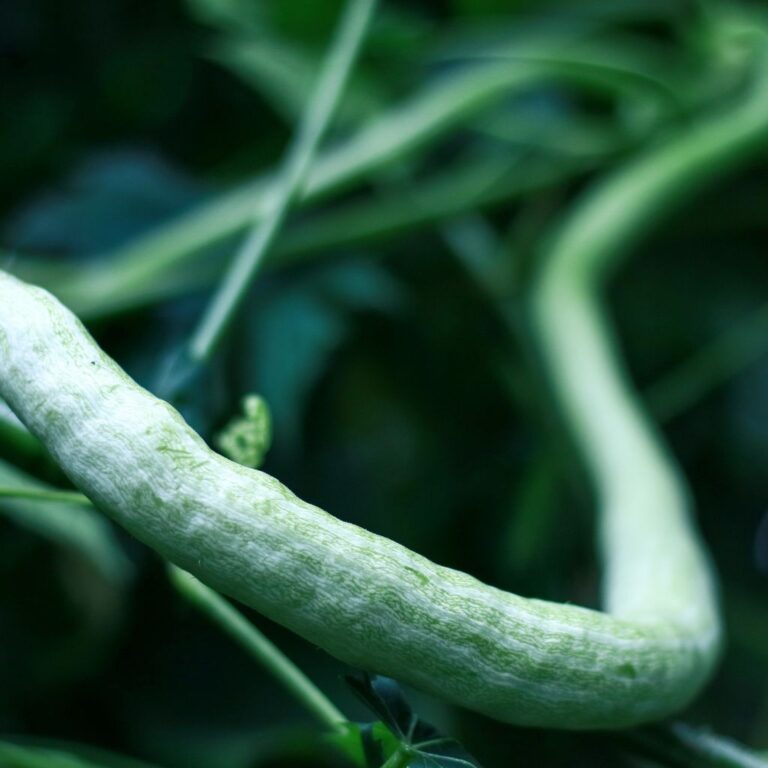Snake Gourd (Snake Beans): What It Is, How It Tastes, and Why You ...