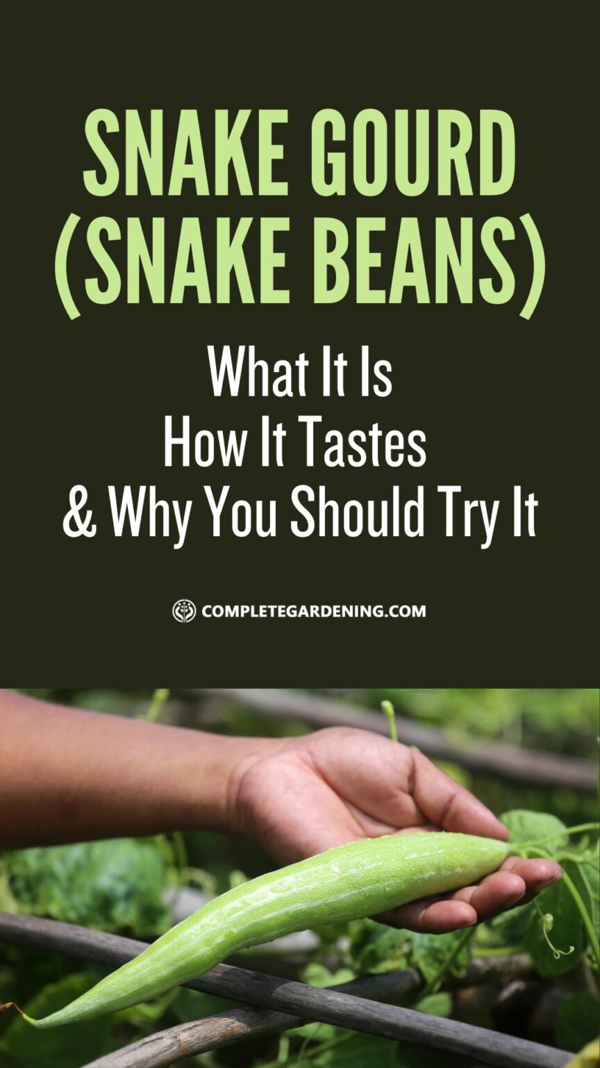 Snake Gourd (Snake Beans): What It Is, How It Tastes, and Why You ...