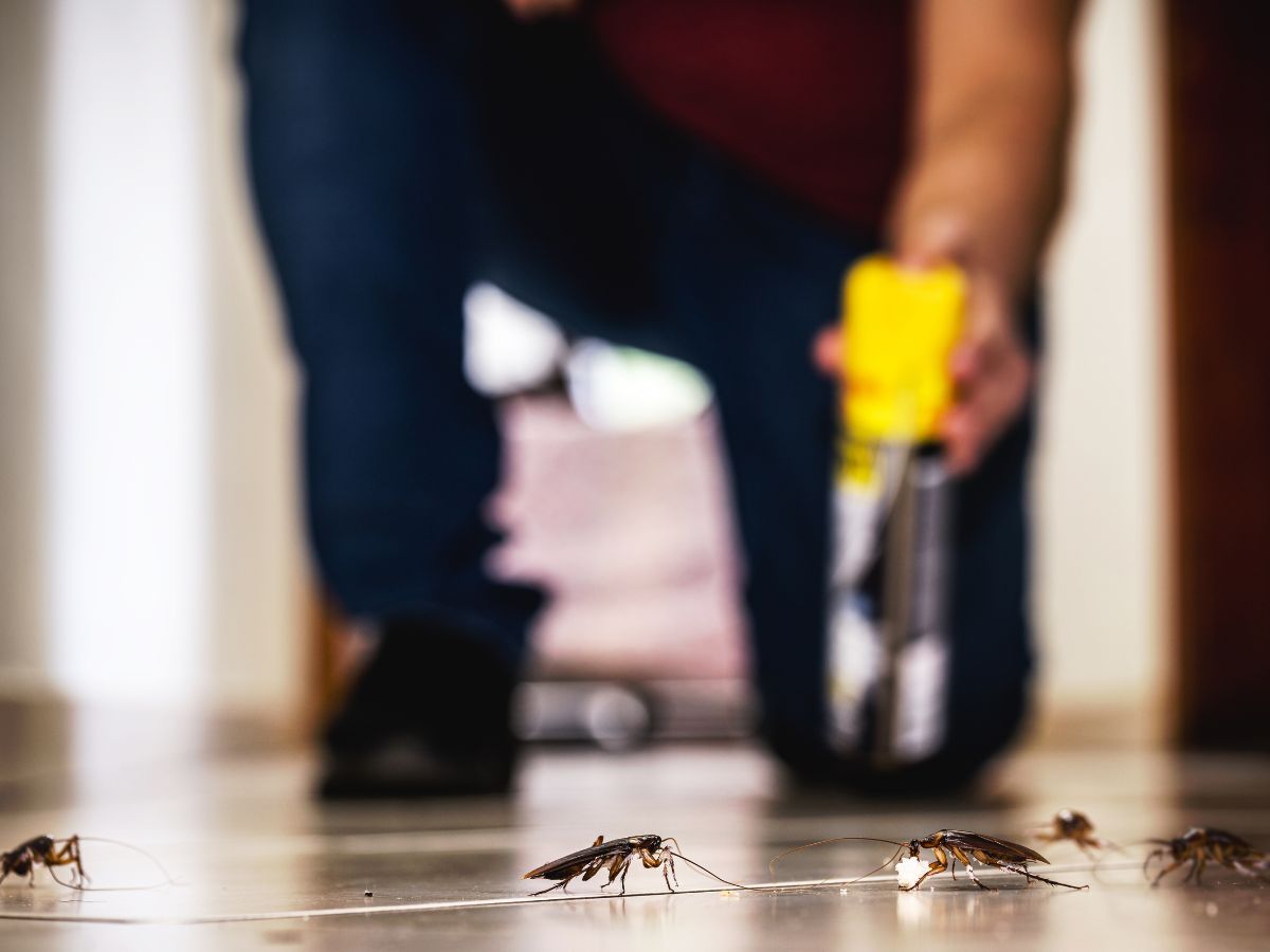 Cockroaches: Practical Steps to Keep Them Away - Complete Gardening