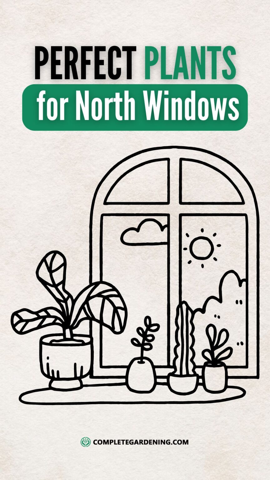 Struggling with Low Light? Here Are 15 Plants Perfect for North-Facing ...