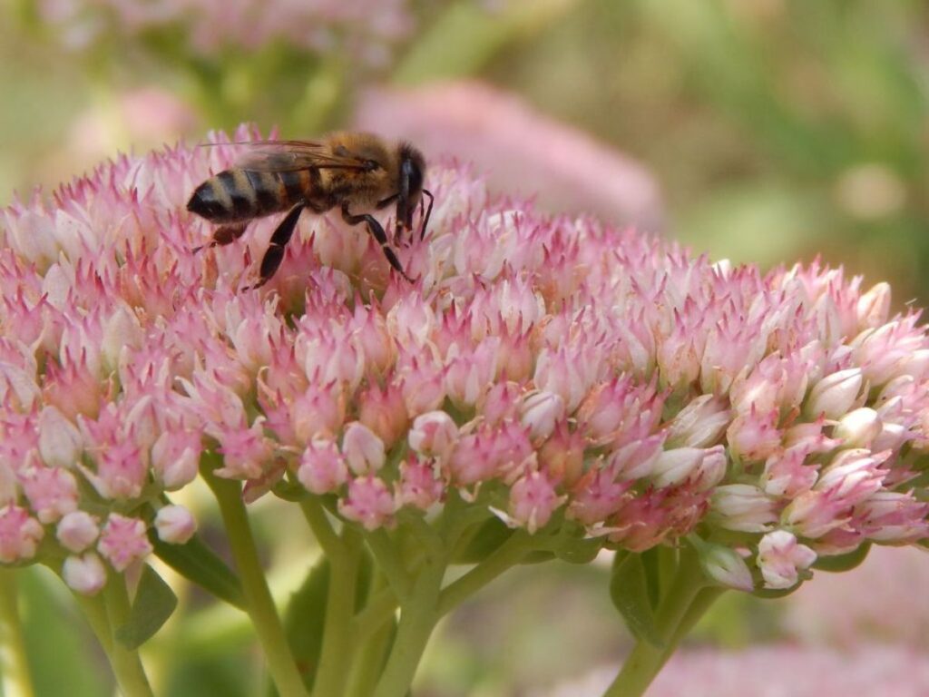 17 Succulents That Bees and Other Pollinators Can't Resist - Complete ...