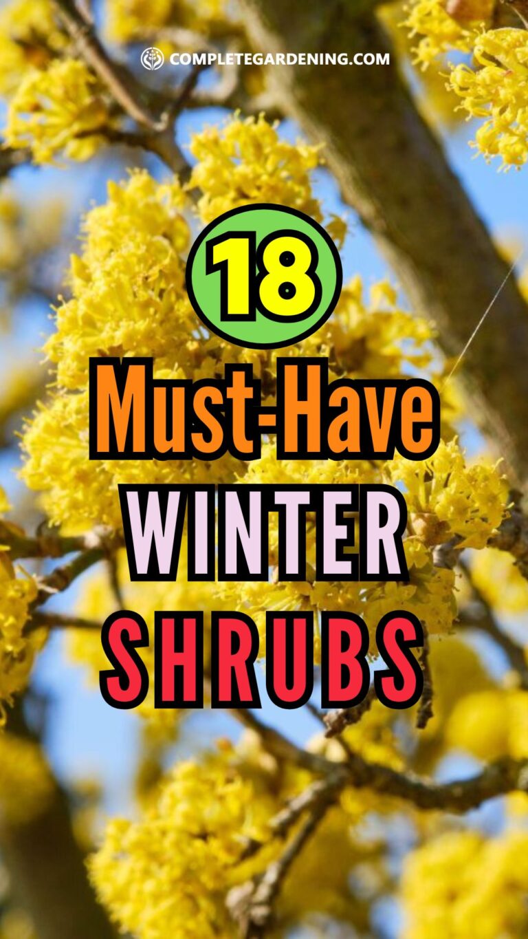 The Cold Weather Collection: 18 Must-Have Winter Shrubs - Complete ...