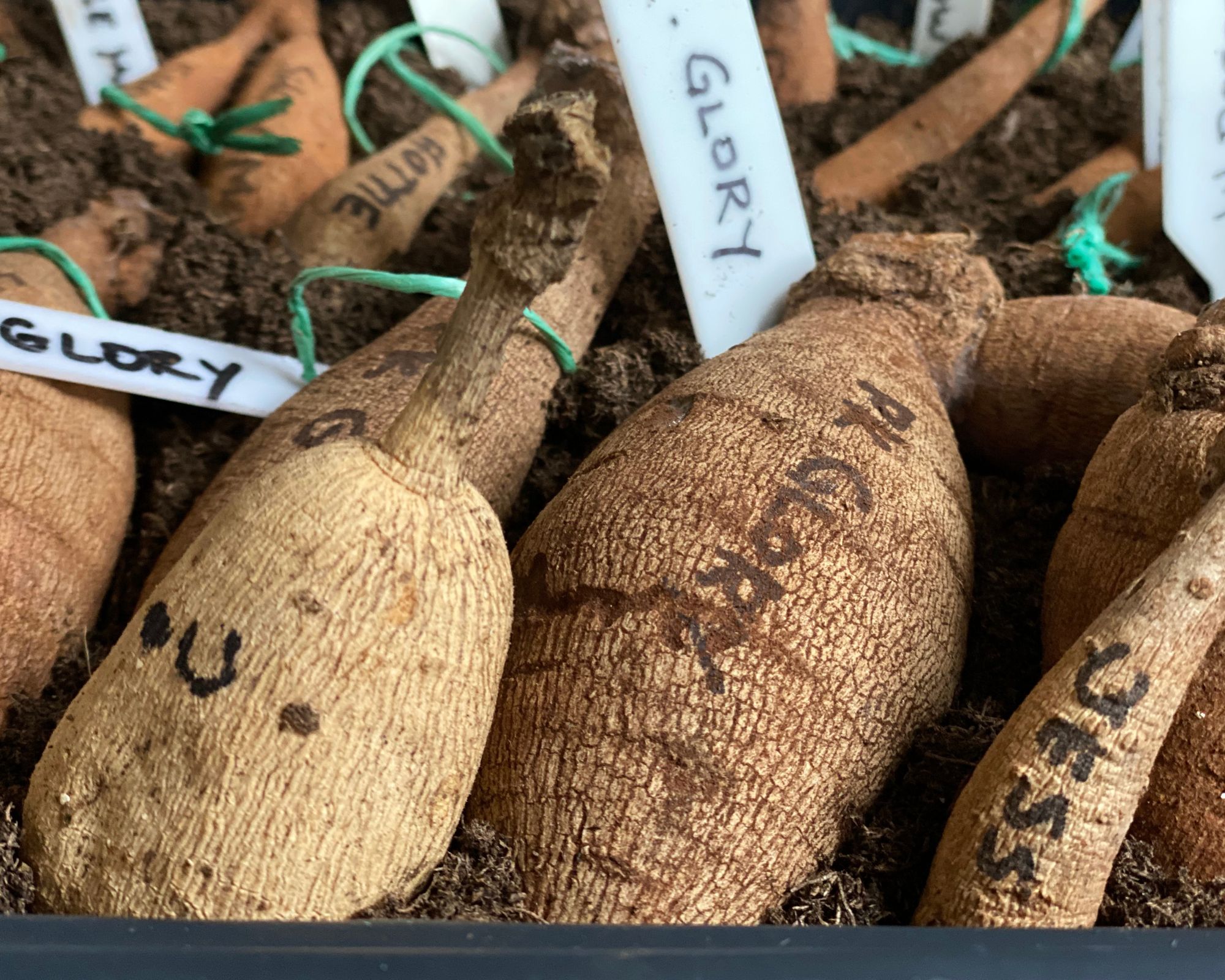 11 Easy Steps to Store Your Dahlias Over Winter Successfully - Complete ...