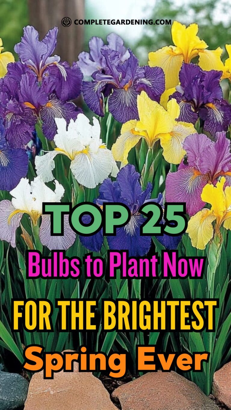 Top 24 Bulbs to Plant Now for the Brightest Spring Ever - Complete ...