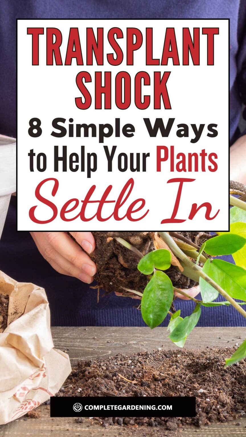 Transplant Shock: 8 Simple Ways to Help Your Plants Settle In ...