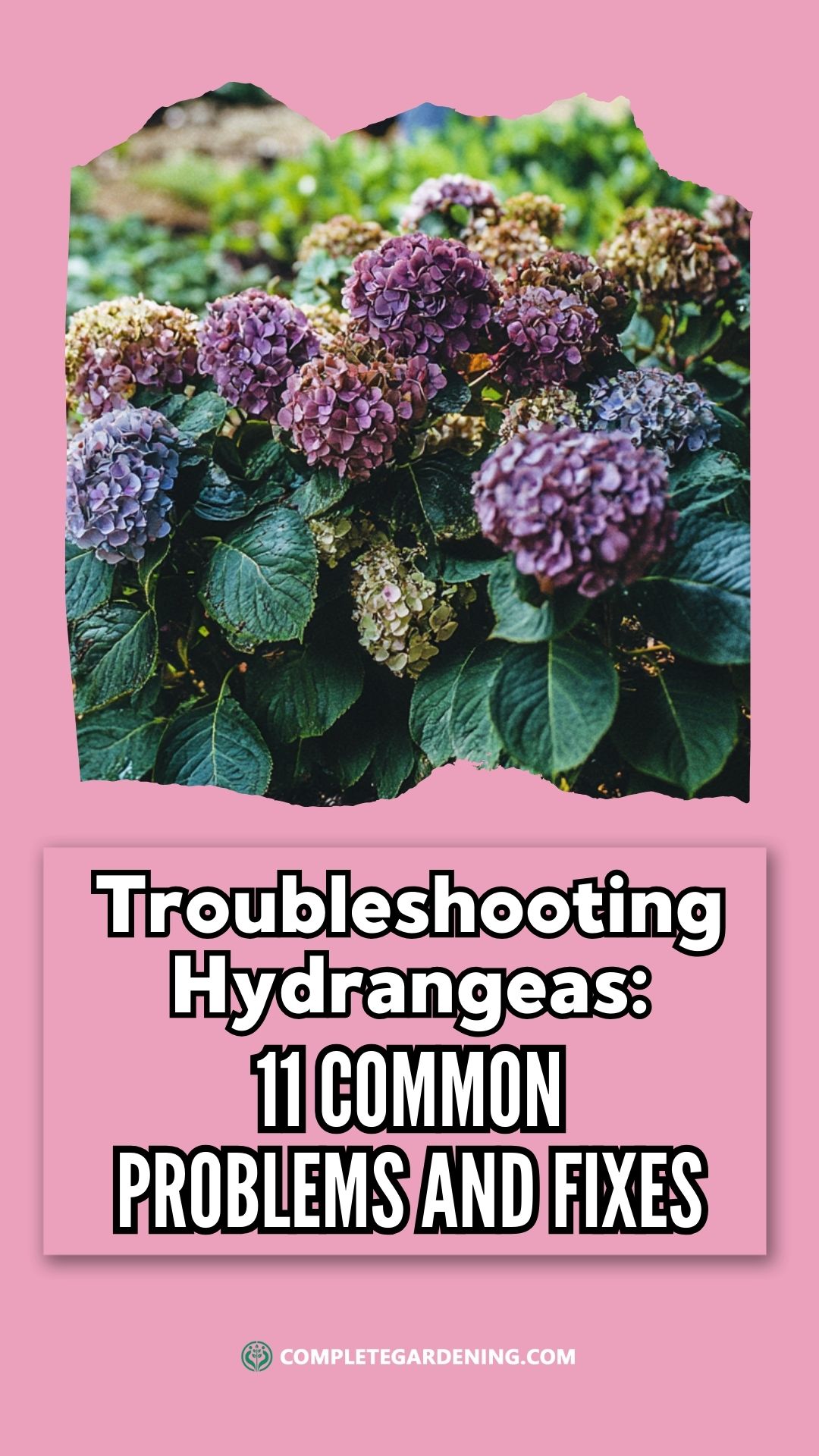 Troubleshooting Hydrangeas: 11 Common Problems and Fixes - Complete ...