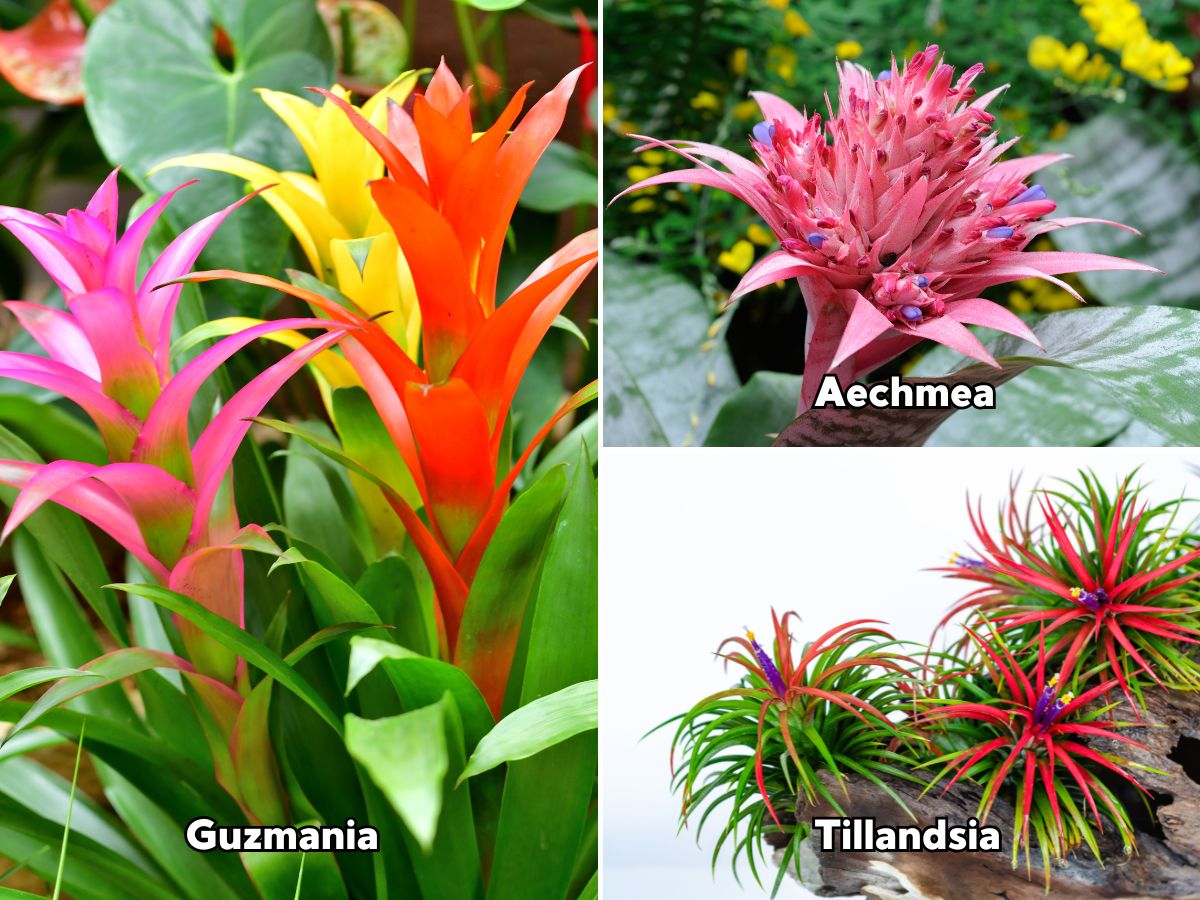 How to Master Bromeliad Care: Everything You Need to Know - Complete ...
