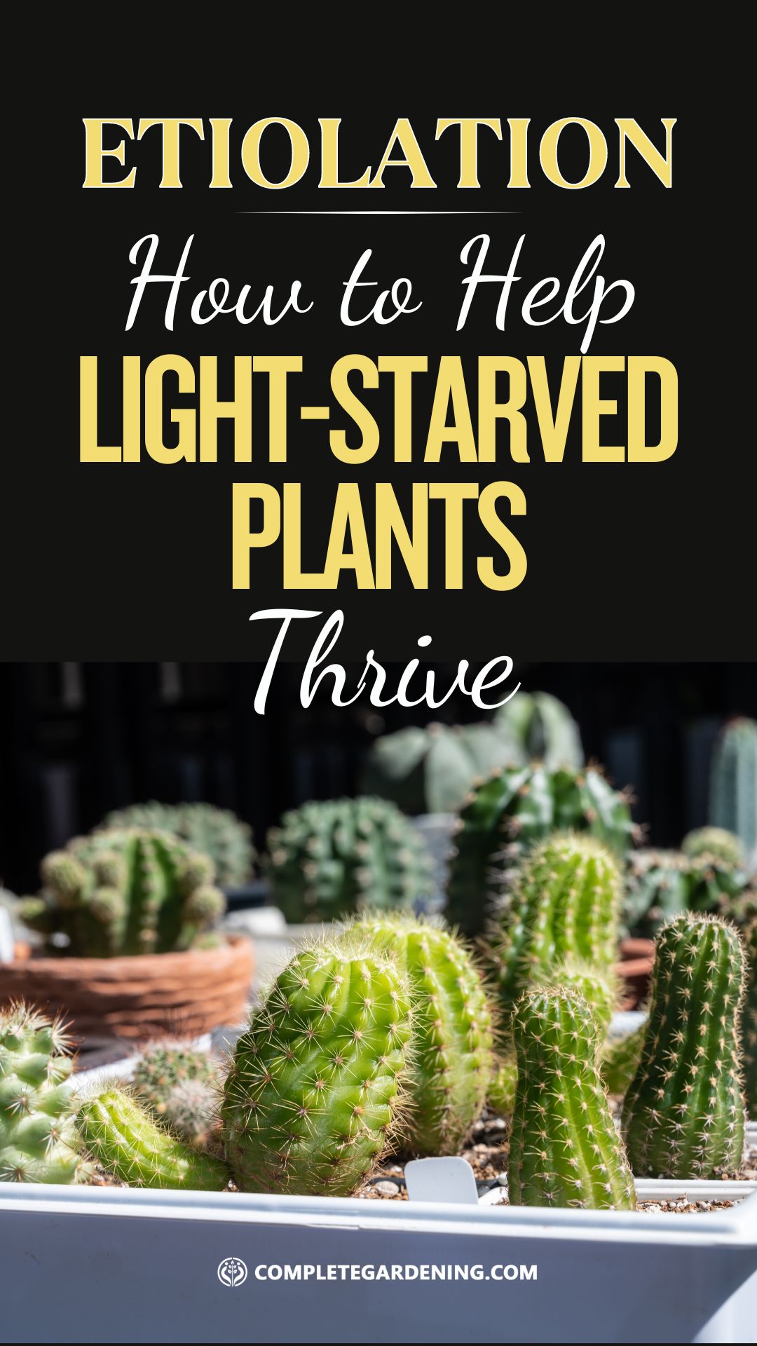 Understanding Etiolation: How to Help Light-Starved Plants Thrive ...