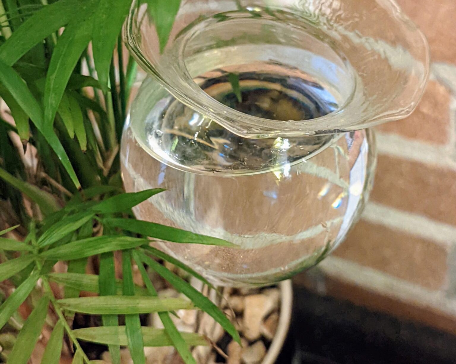 Indoor Palms: What’s the Secret to Perfect Watering? - Complete Gardening