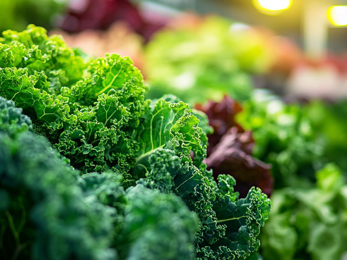 17 Vegetables You Can Grow Hydroponically - Complete Gardening