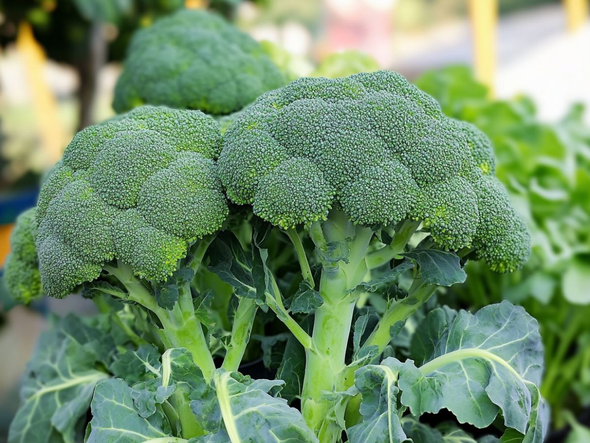 17 Vegetables You Can Grow Hydroponically - Complete Gardening