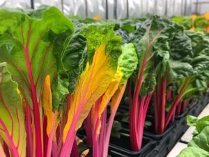 17 Vegetables You Can Grow Hydroponically - Complete Gardening