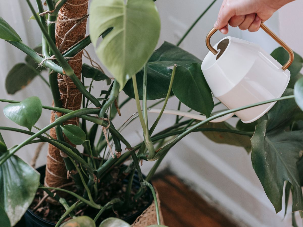 Monstera Plants: How to Quench Your Monstera’s Thirst Perfectly ...