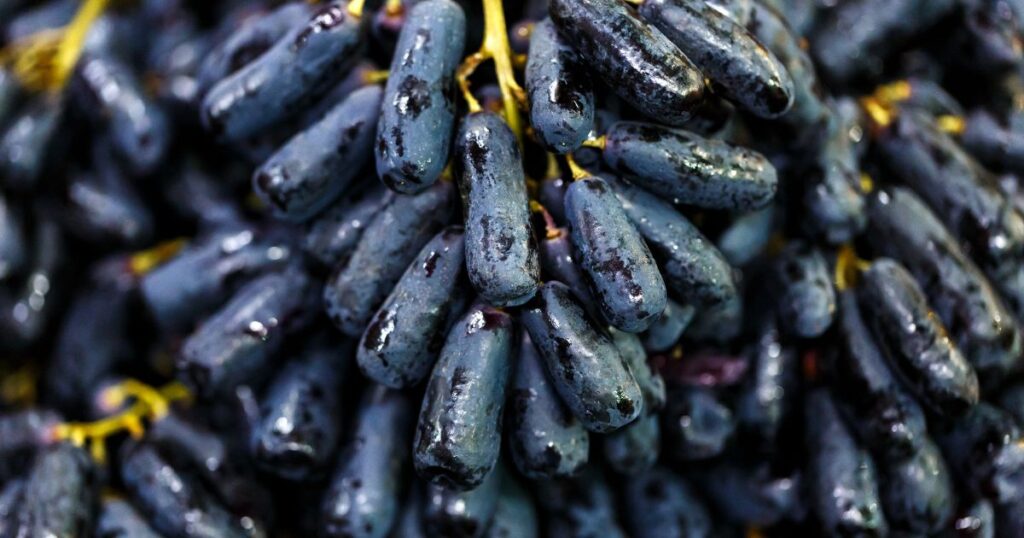 Sweet, Nutritious, and Versatile: What Makes Moon Drop Grapes Special ...