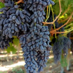 Sweet, Nutritious, and Versatile: What Makes Moon Drop Grapes Special ...