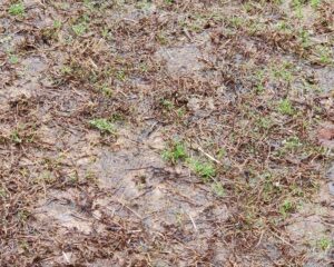 13 Ways to Prevent Soil Leaching - Complete Gardening