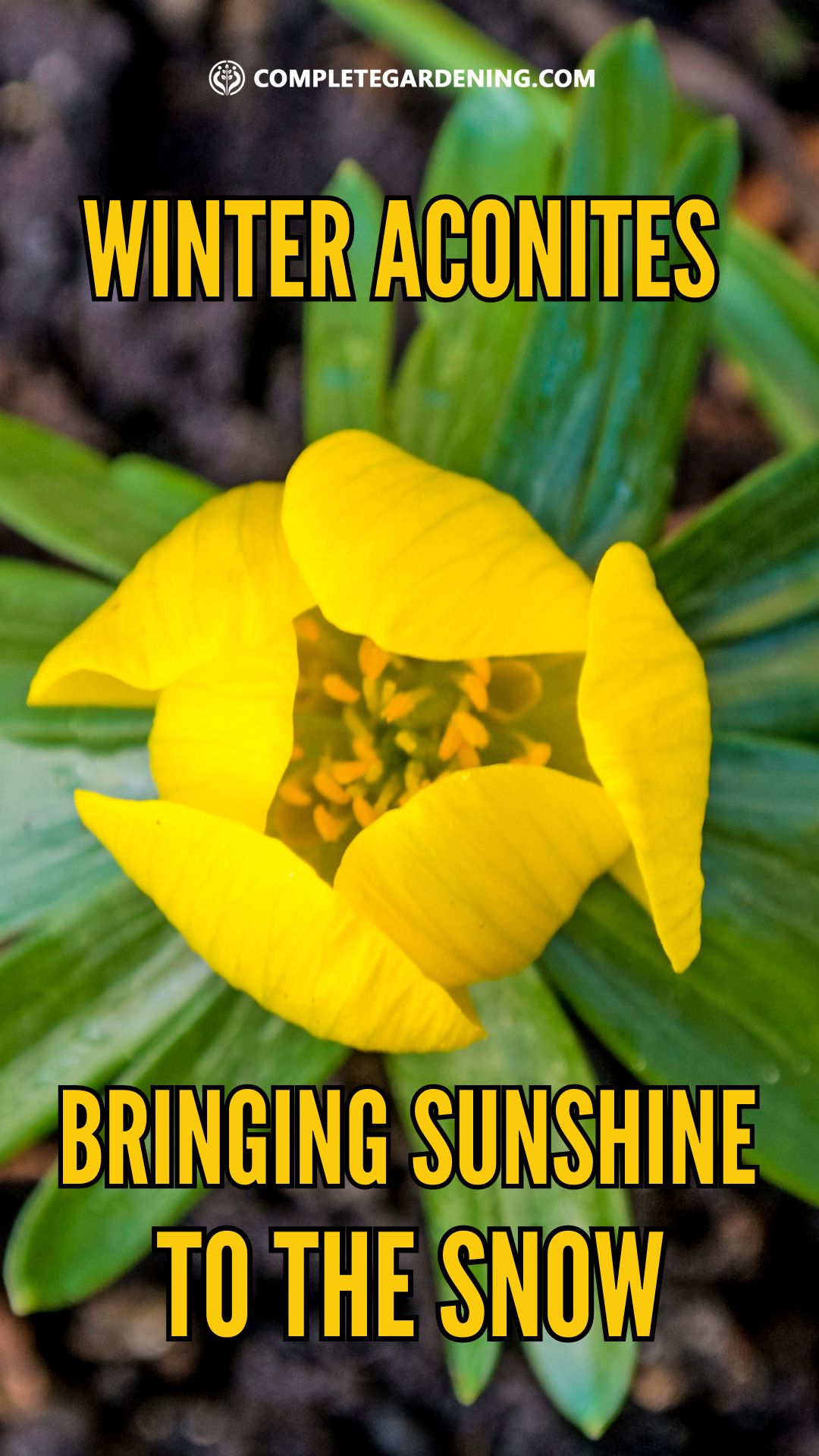 Winter Aconites: Bringing Sunshine to the Snow - Complete Gardening