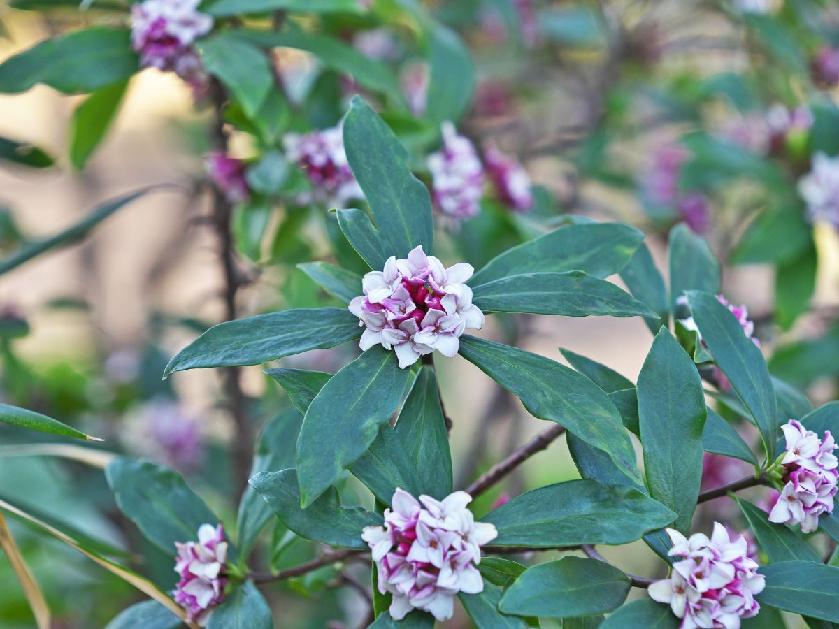 Winter Daphne: A Comprehensive Growing Guide - Complete Gardening