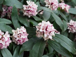 Winter Daphne: A Comprehensive Growing Guide - Complete Gardening