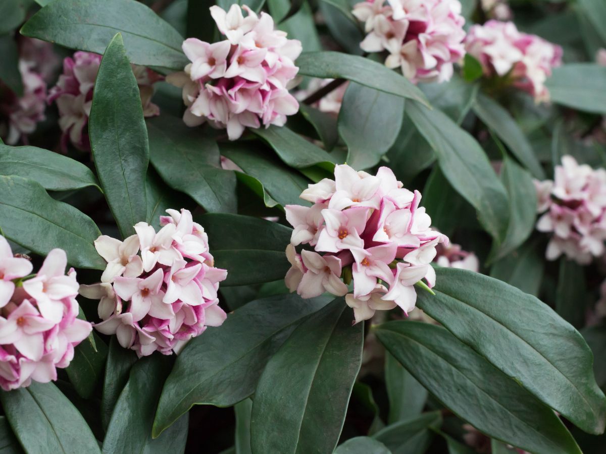 Winter Daphne: A Comprehensive Growing Guide - Complete Gardening