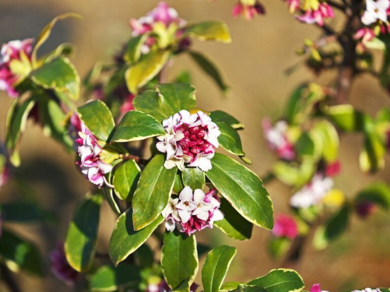 Winter Daphne: A Comprehensive Growing Guide - Complete Gardening