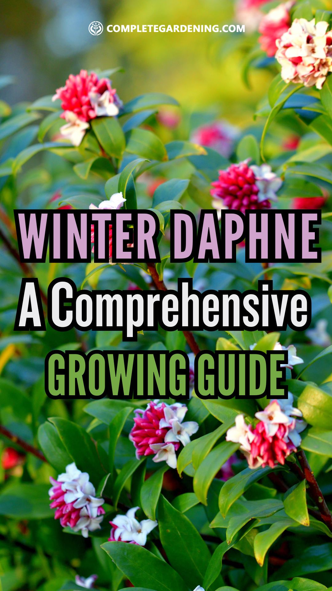 Winter Daphne: A Comprehensive Growing Guide - Complete Gardening