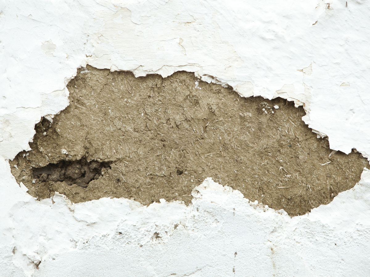 Cockroaches: Practical Steps to Keep Them Away - Complete Gardening