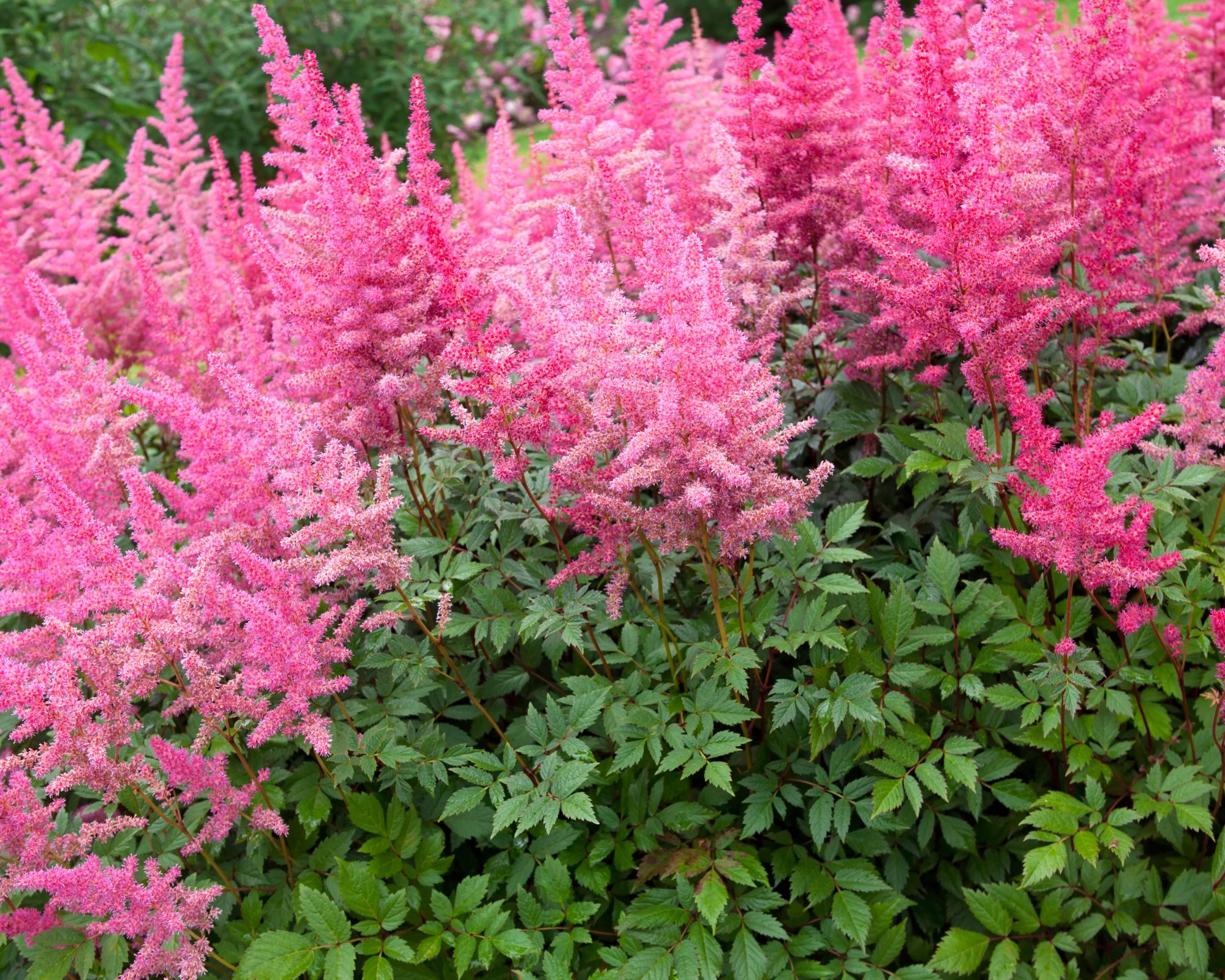 Top 15 Perennial Flowers for Shade That Will Transform Your Garden ...