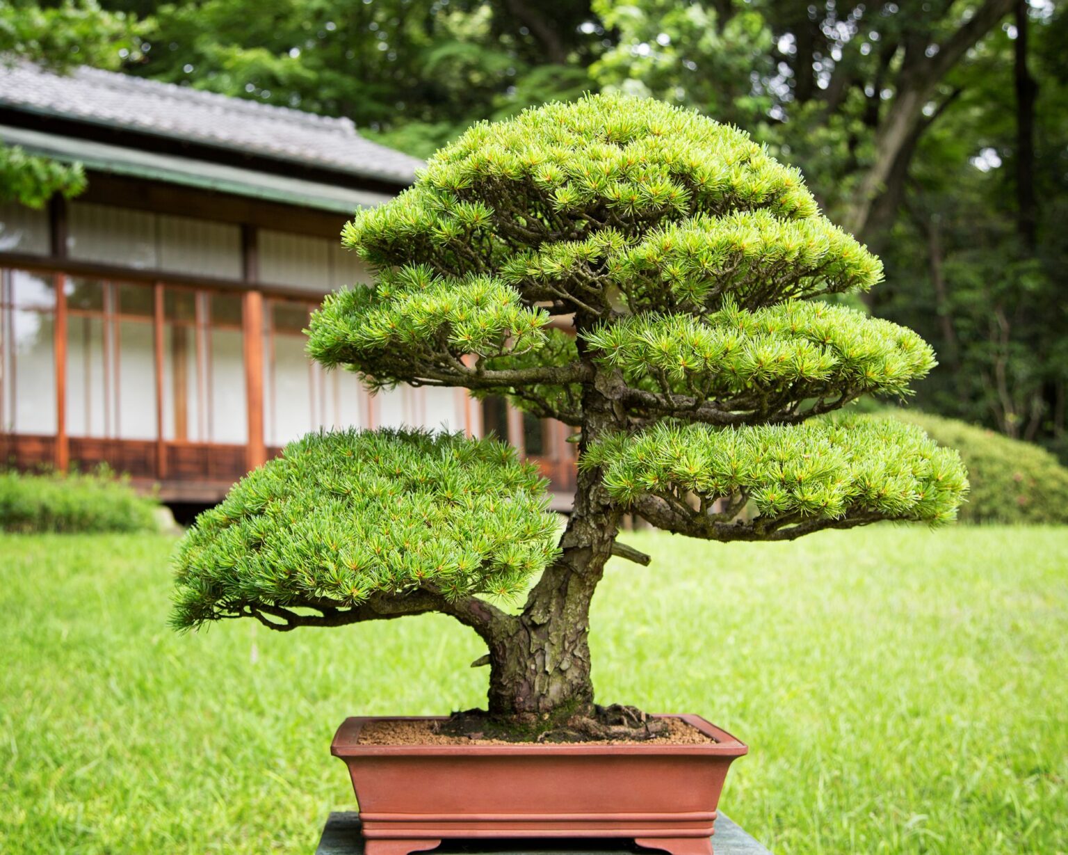 20 Plants With Extremely Long Lifespans – Lasting Beauty for Your ...