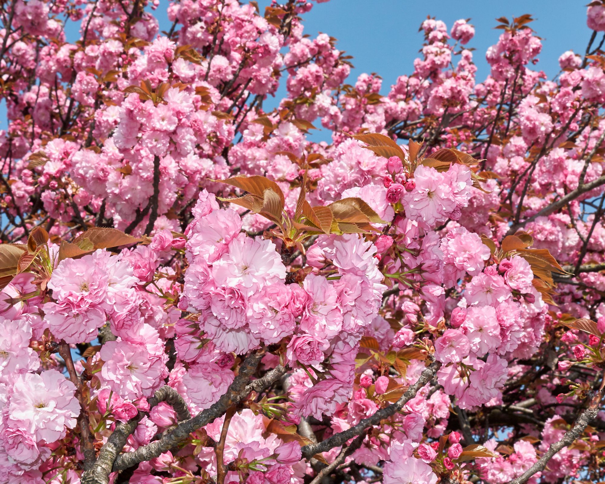 10 Pink Flowering Trees for a Dreamy Garden Full of Color - Complete ...