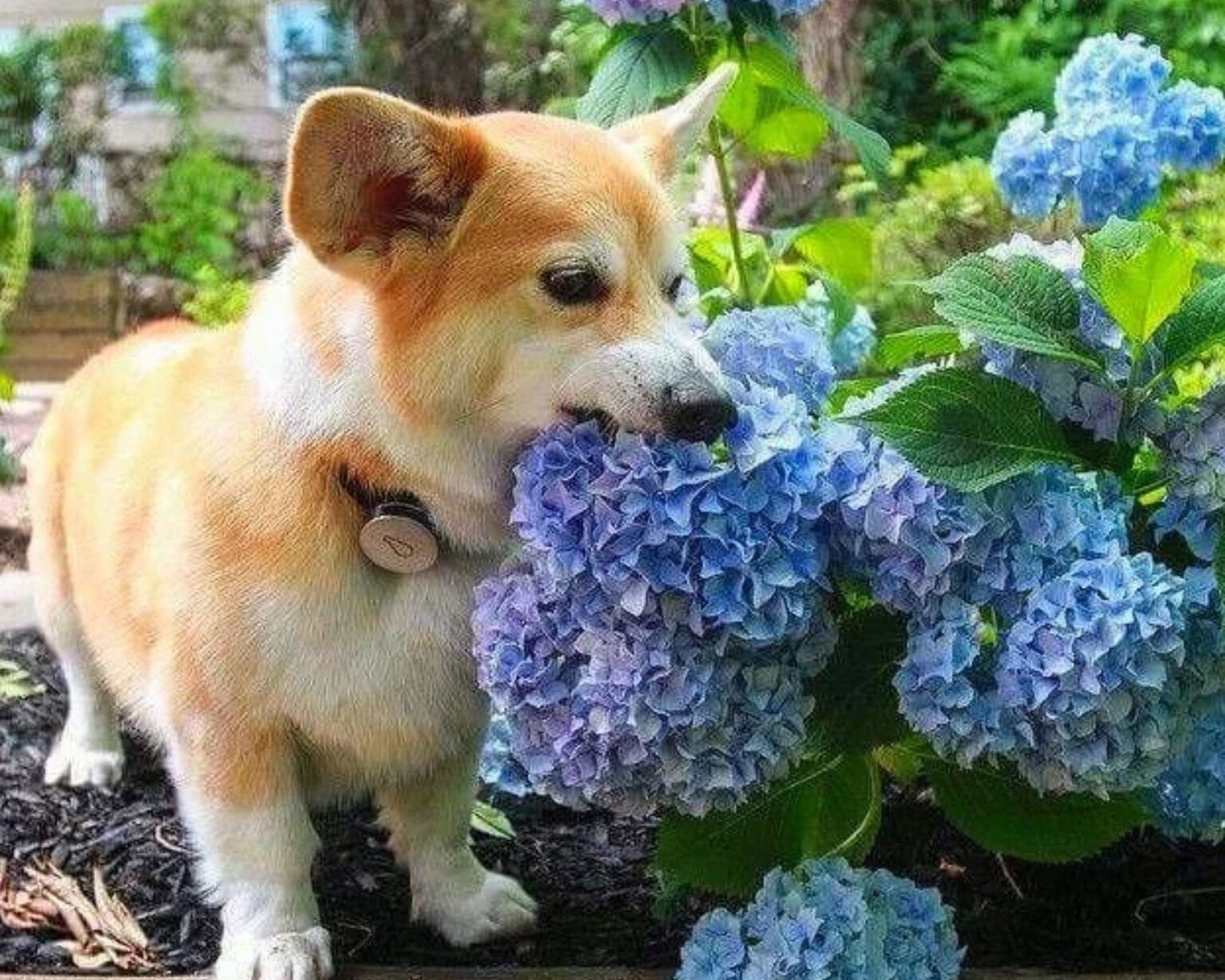 Hydrangeas and Dogs: What Every Pet Owner Should Know - Complete Gardening