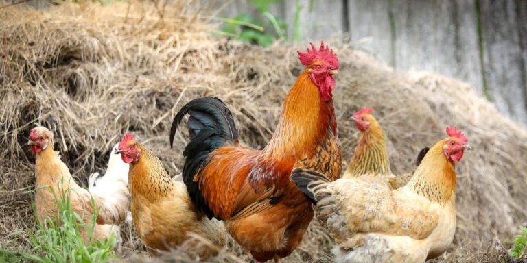10 Compelling Reasons to Welcome Chickens into Your Backyard - Complete ...
