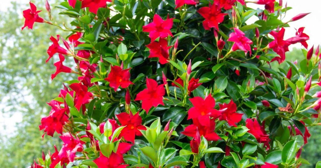 10 Expert Tips for Growing Vibrant Mandevilla Plants All Year-Round ...