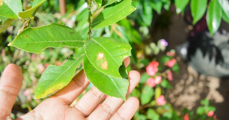 10 Pests Secretly Harming Your Garden - Complete Gardening