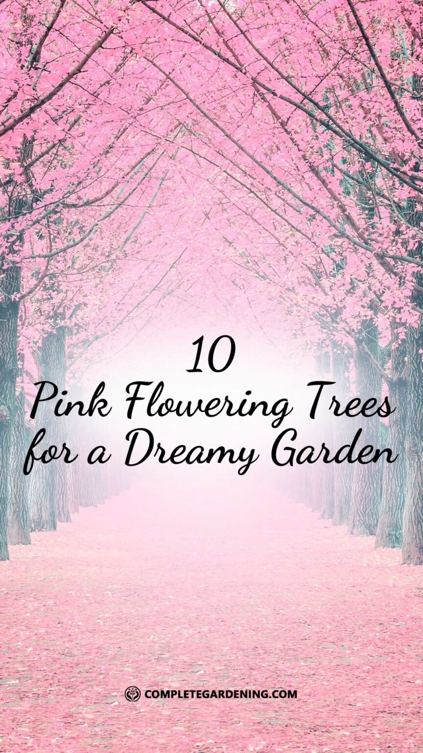10 Pink Flowering Trees for a Dreamy Garden Full of Color - Complete ...