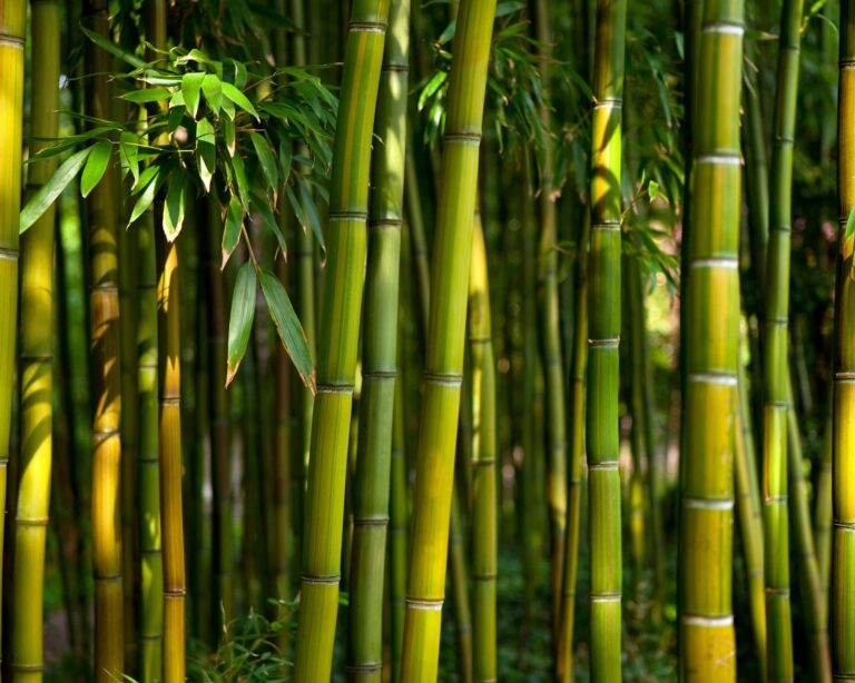 20 Plants With Extremely Long Lifespans – Lasting Beauty for Your ...